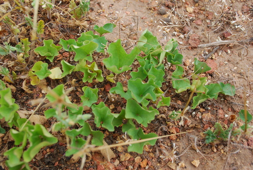 western ponysfoot (California Fire Follower Flowers) · iNaturalist