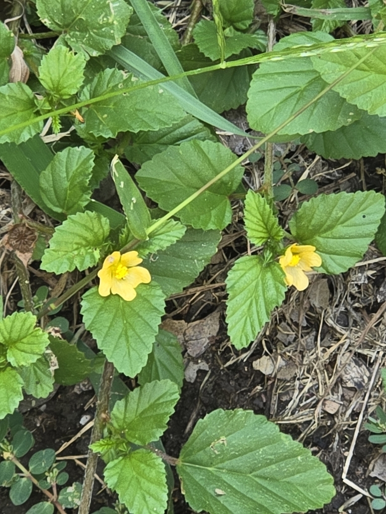 three-lobe false mallow from San Antonio, TX 78249, USA on July 10 ...