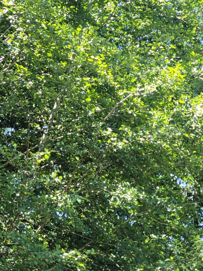 alders from Cosmopolis, WA 98537, USA on July 10, 2024 at 02:00 PM by ...