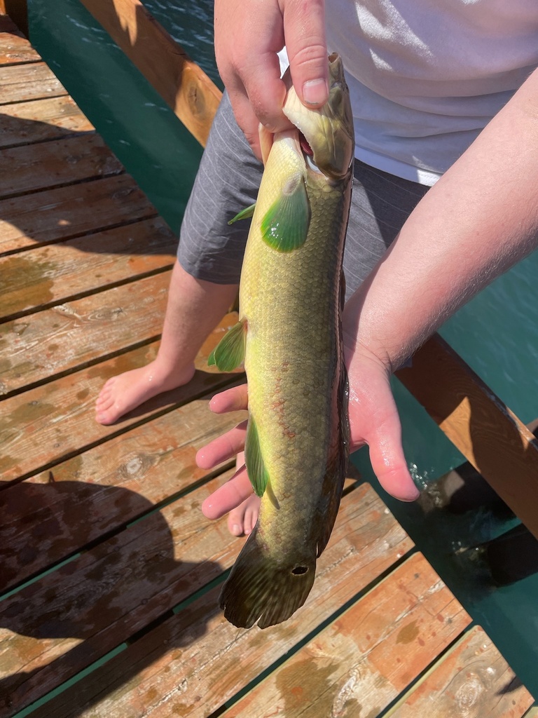 Eyetail Bowfin from St. Clair River, Walpole Island 46, ON, CA on July ...
