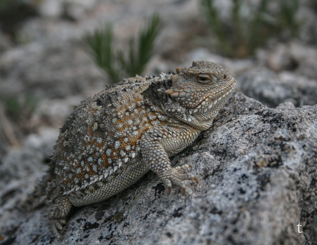 Greater Short-horned Lizard in June 2014 by Tony Colbert · iNaturalist