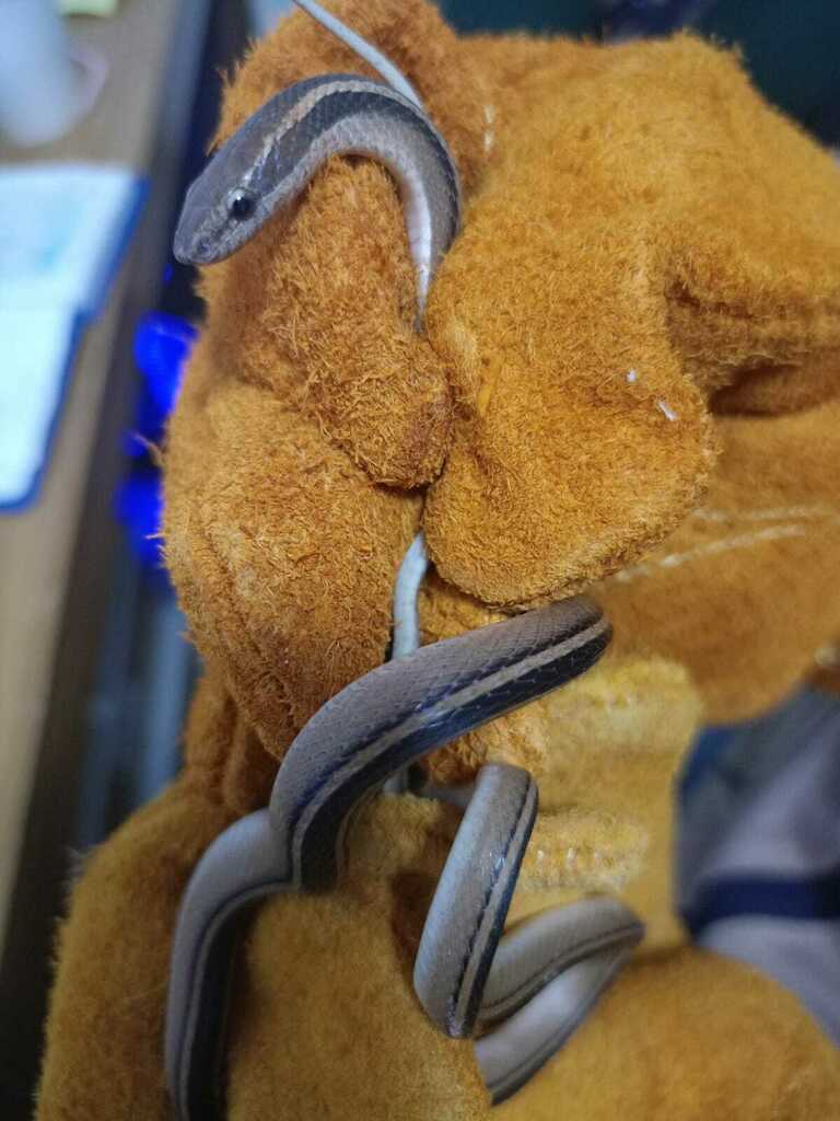 Culebra rayada yucateca desde Felipe Carrillo Puerto, Q.R., México el ...