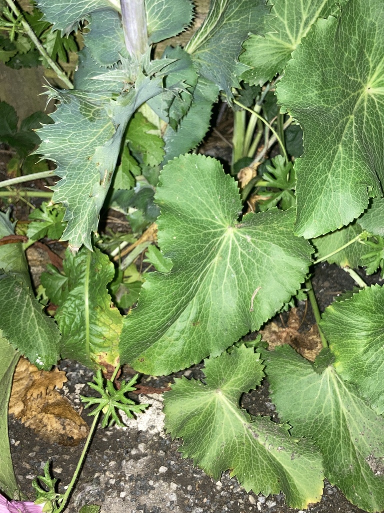 Miss Willmott's Ghost from Top Lane, York, England, GB on July 10, 2024 ...