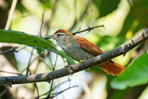 Subspecies Cranioleuca vulpina vulpina · iNaturalist