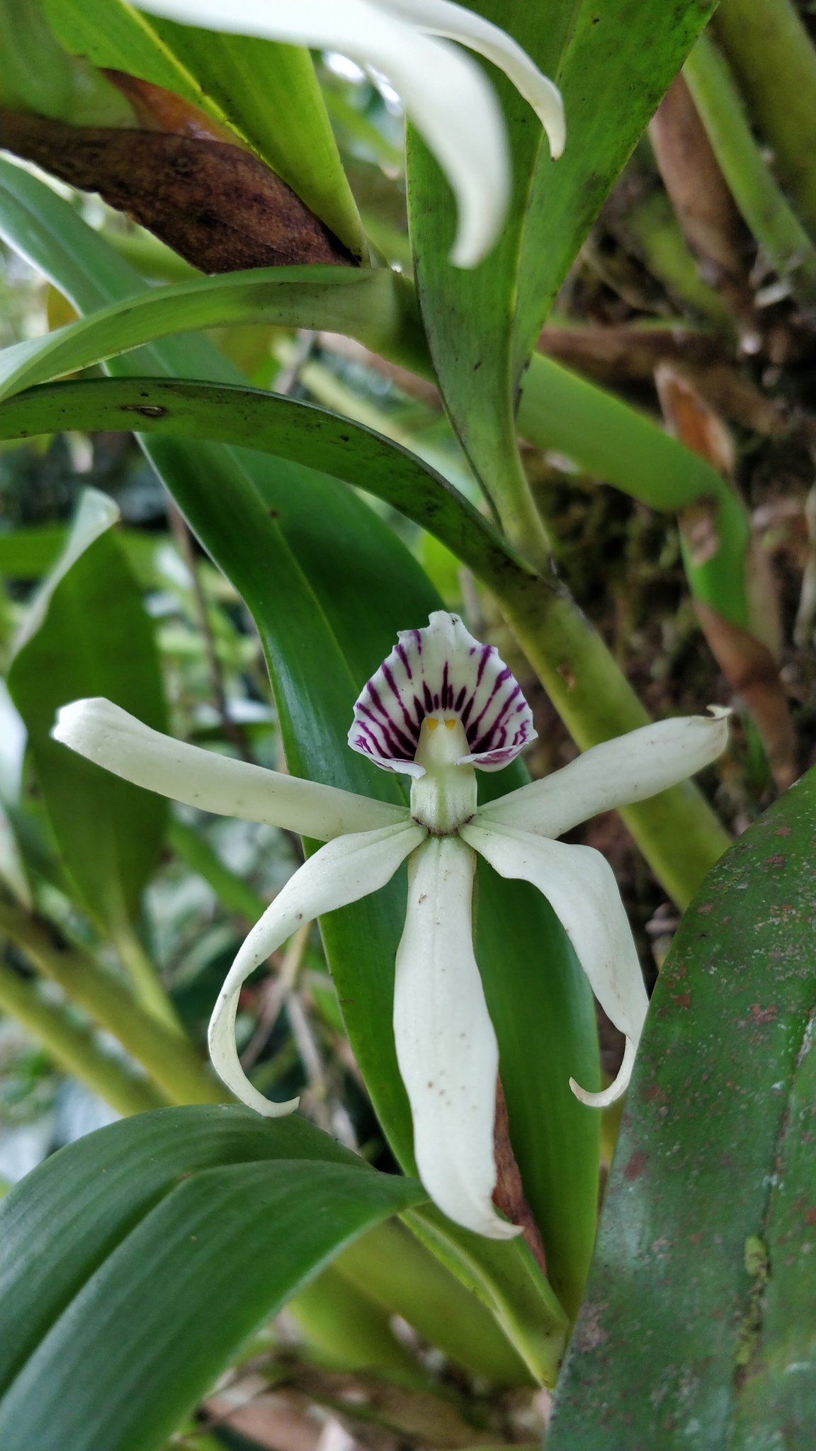 Prosthechea baculus (Rchb.f.) W.E.Higgins