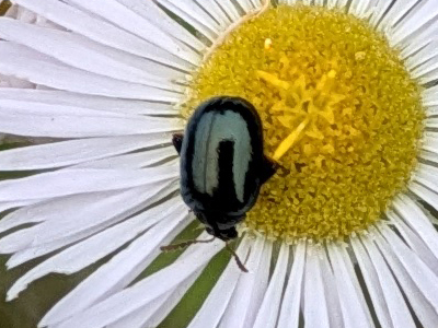Nonarthra cyanea from Район Аоба, Сендай, Мияги, Япония on June 28 ...