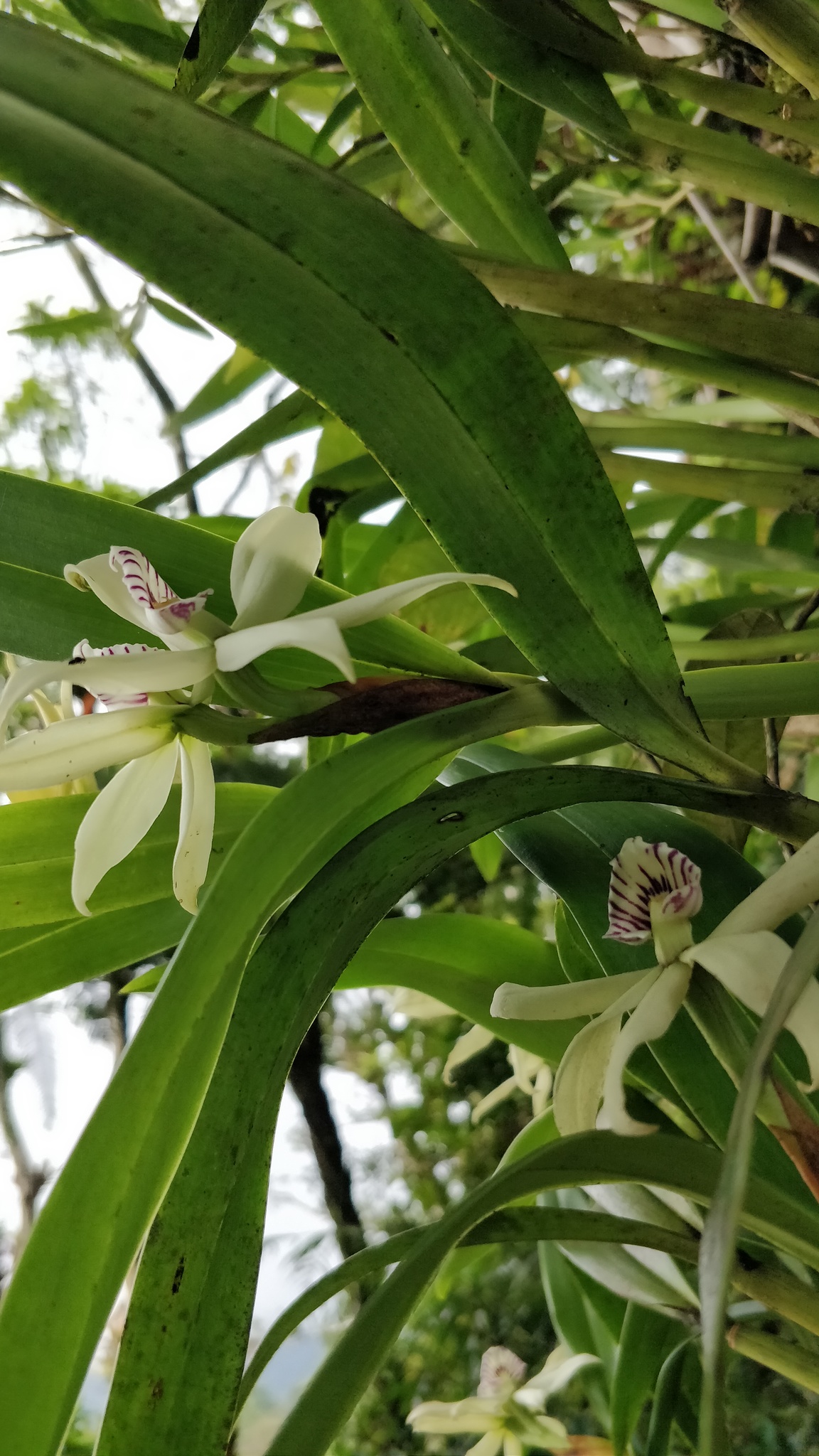 Prosthechea baculus (Rchb.f.) W.E.Higgins