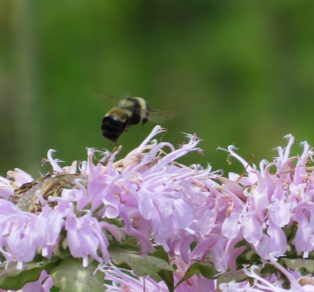 Rusty-patched Bumble Bee in July 2024 by wmct276 · iNaturalist