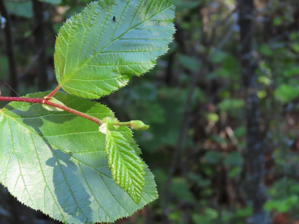 green alder from Rock Harbor, Houghton Township, MI, USA on July 4 ...