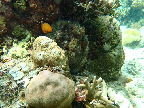 Photo 405569522, (c) Maria Shaffer-Gordon, some rights reserved (CC BY ...