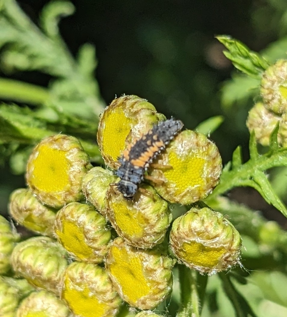 Asian Lady Beetle from University of Washington, Seattle, WA, USA on ...