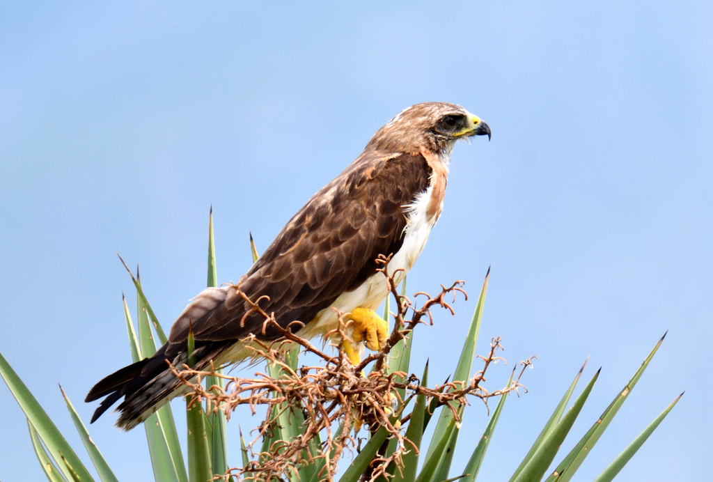 Swainson's Hawk from Bustamante, N.L., México on July 10, 2024 at 11:21 ...