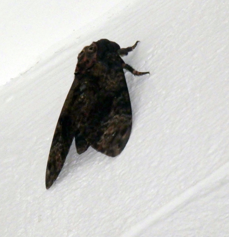 Greater Death's Head Hawkmoth from Vientiane, Laos on July 11, 2024 at ...