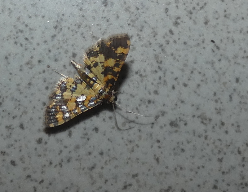 Eurrhyparodes tricoloralis from Vientiane, Laos on July 11, 2024 at 06: ...