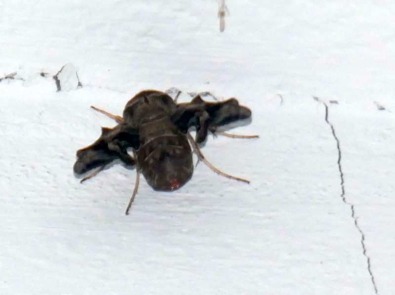 Neogurelca from Vientiane, Laos on July 11, 2024 at 06:05 AM by Louis ...