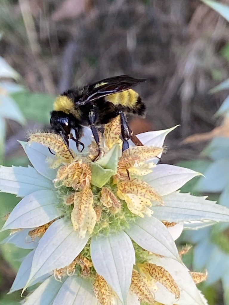 American Bumble Bee from David Fort Rd, Argyle, TX, US on July 10, 2024 ...