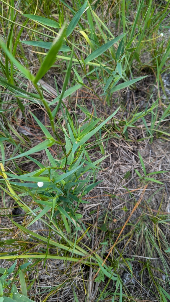 woolly witchgrass from Francis Marion National Forest, Berkeley County ...