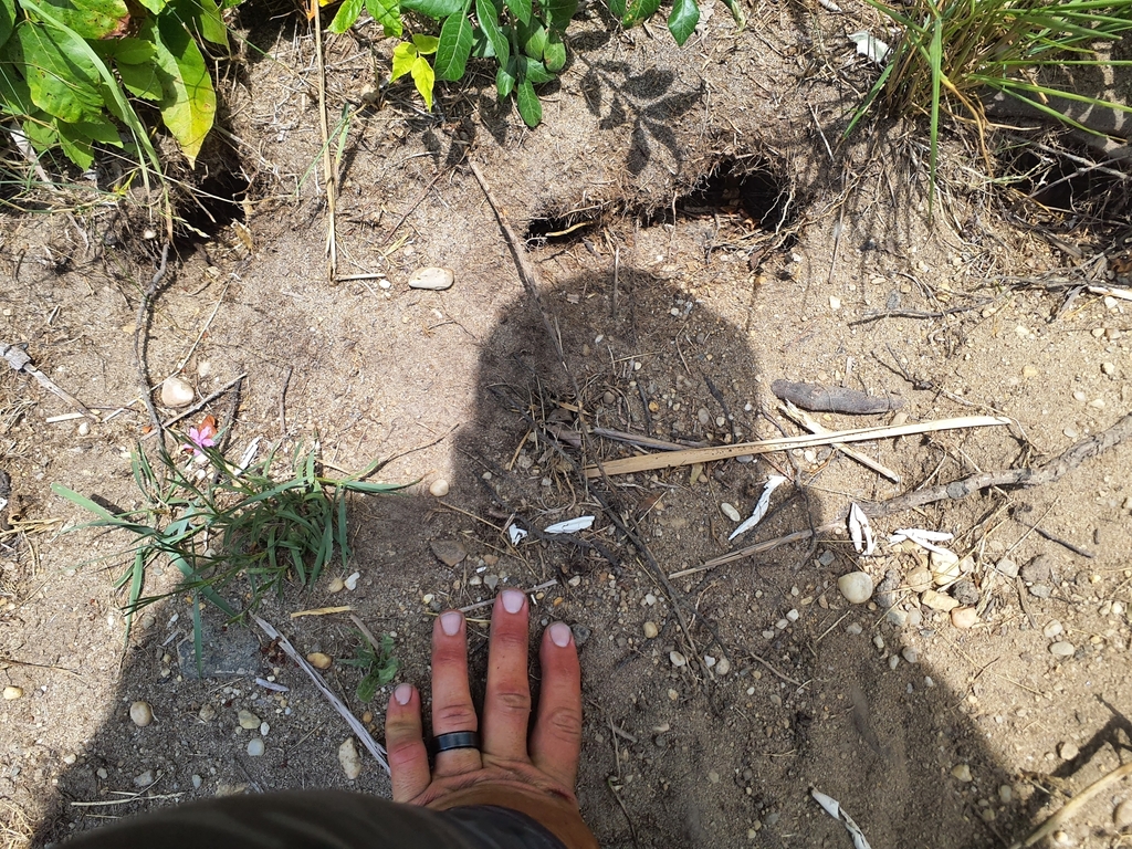 Common Snapping Turtle from Great River, NY 11739, USA on July 10, 2024 ...