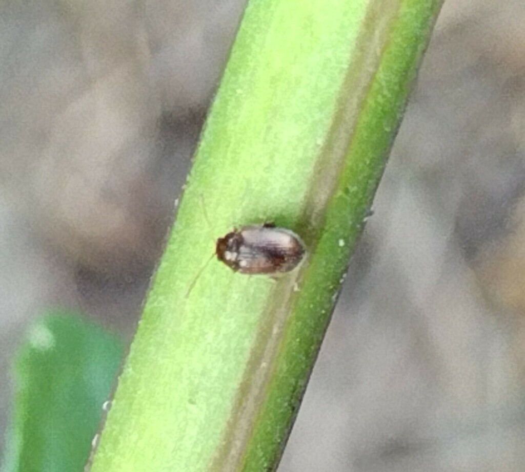 Epitrix humeralis from Kearney, NE, USA on July 10, 2024 at 06:09 PM by ...