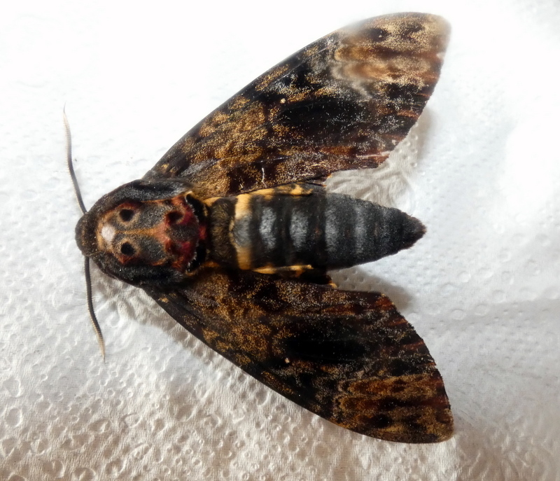 Greater Death's Head Hawkmoth from Vientiane, Laos on July 11, 2024 at ...
