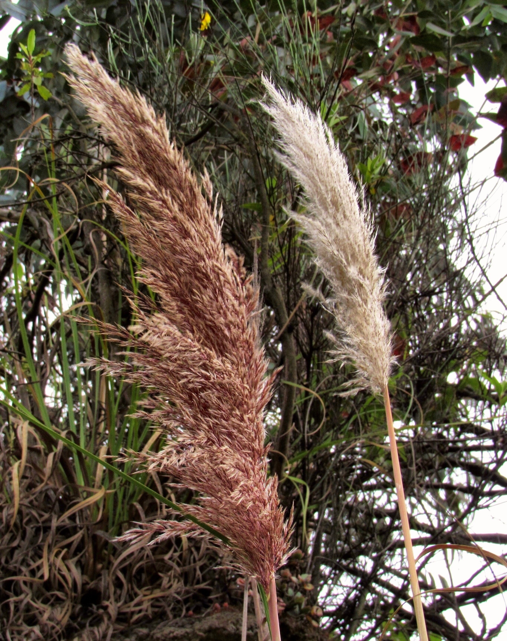 Cortaderia nitida (Kunth) Pilg.