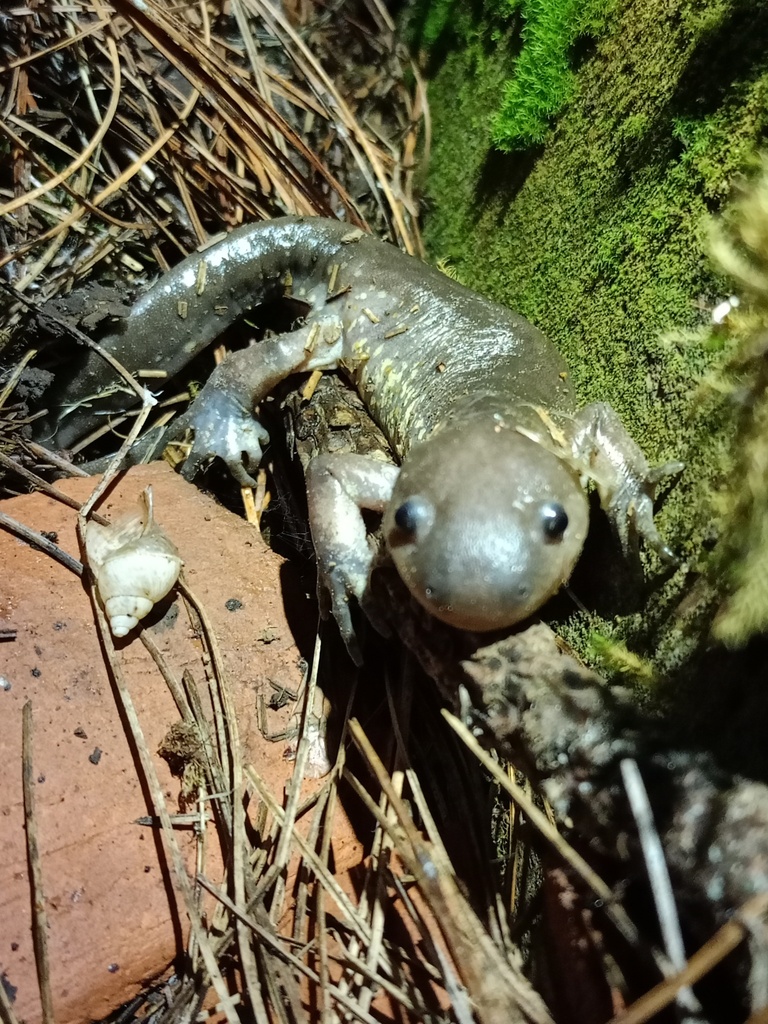 Mexican Tiger Salamander from Atemajac de Brizuela, Jal., México on ...