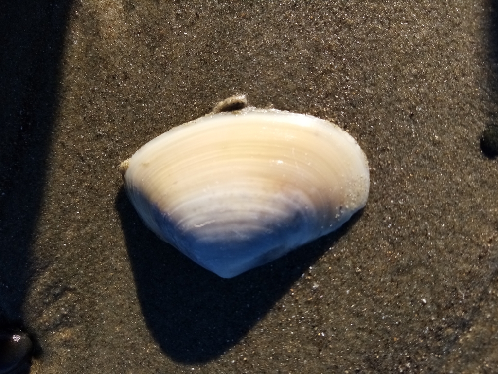 Southern Tuatua from Oamaru 9400, New Zealand on July 11, 2024 at 02:52 ...