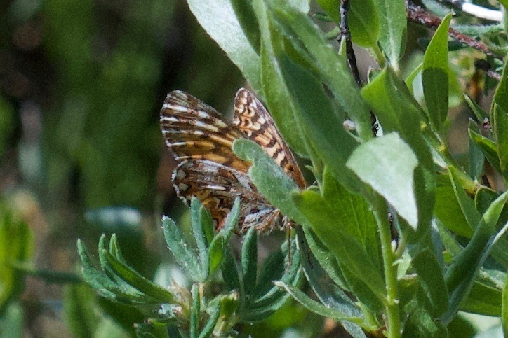 Freija Fritillary from Park County, CO, USA on June 15, 2024 at 10:18 ...