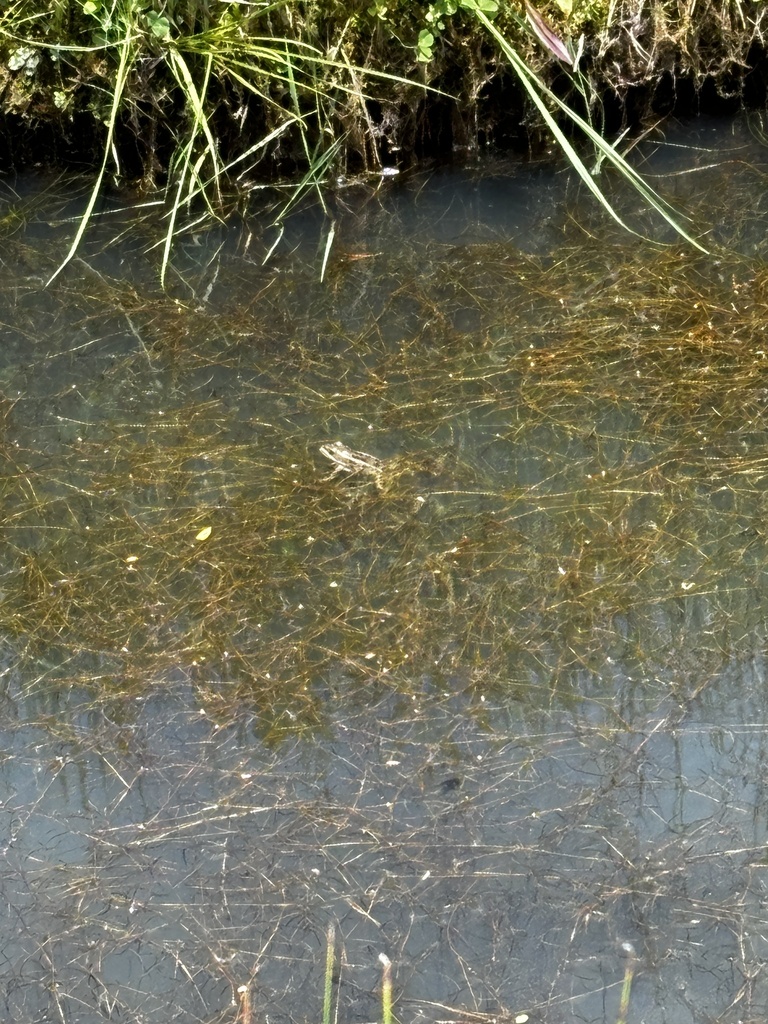Northern Leopard Frog from Wayan, ID, US on June 27, 2024 at 12:53 PM ...