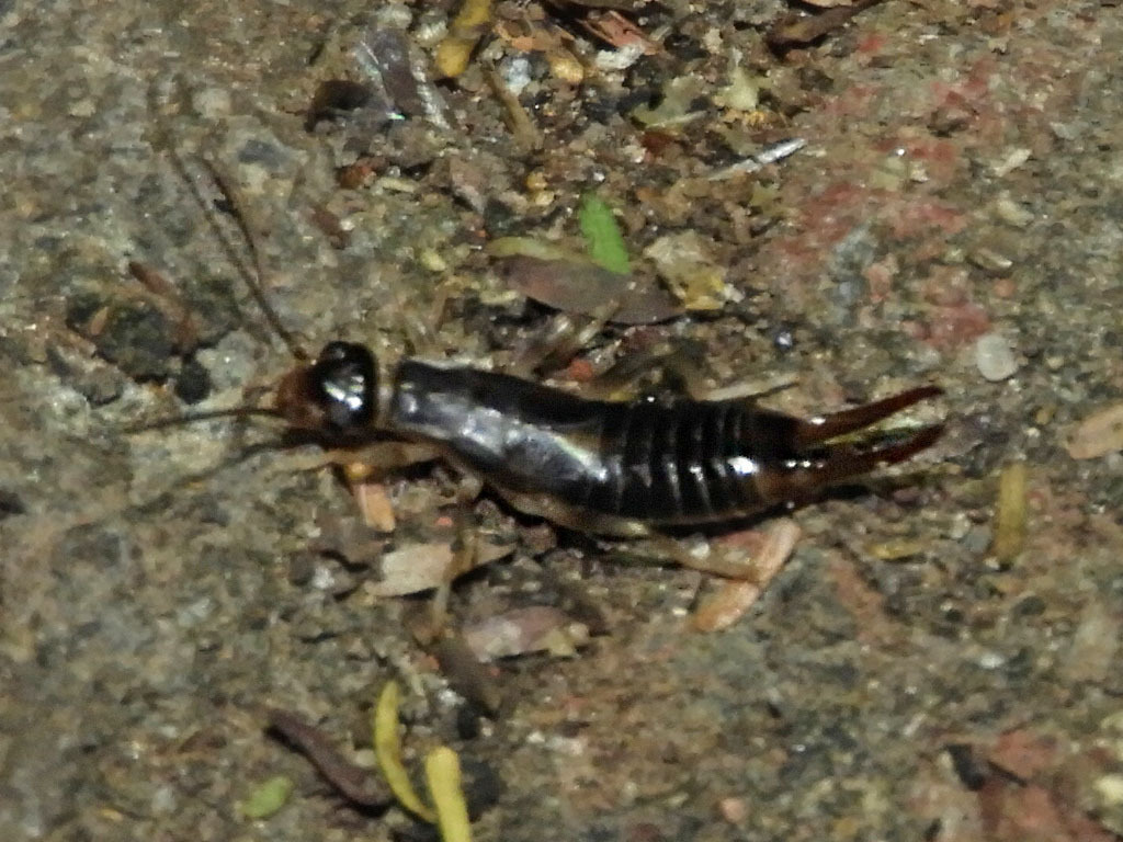Shore Earwig from Kiboko, Kenya on January 24, 2024 at 08:17 PM by Mike ...