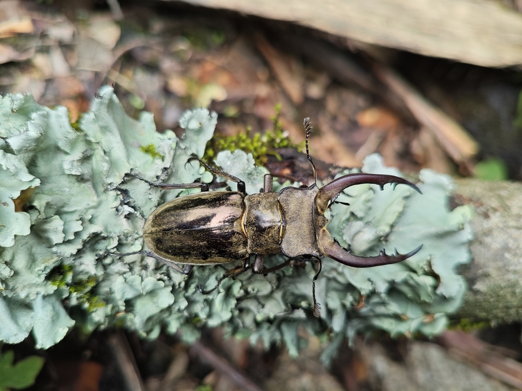 Lucanus mearesii from Shannan, CN-XZ, CN on July 8, 2024 at 09:43 AM by ...
