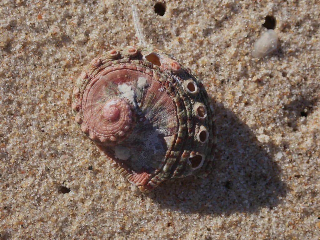 Brazier's ear shell from Urunga NSW 2455, Australia on July 10, 2024 at ...