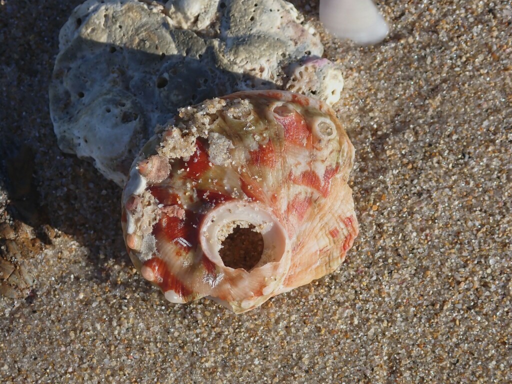 Brazier's ear shell from Urunga NSW 2455, Australia on July 10, 2024 at ...