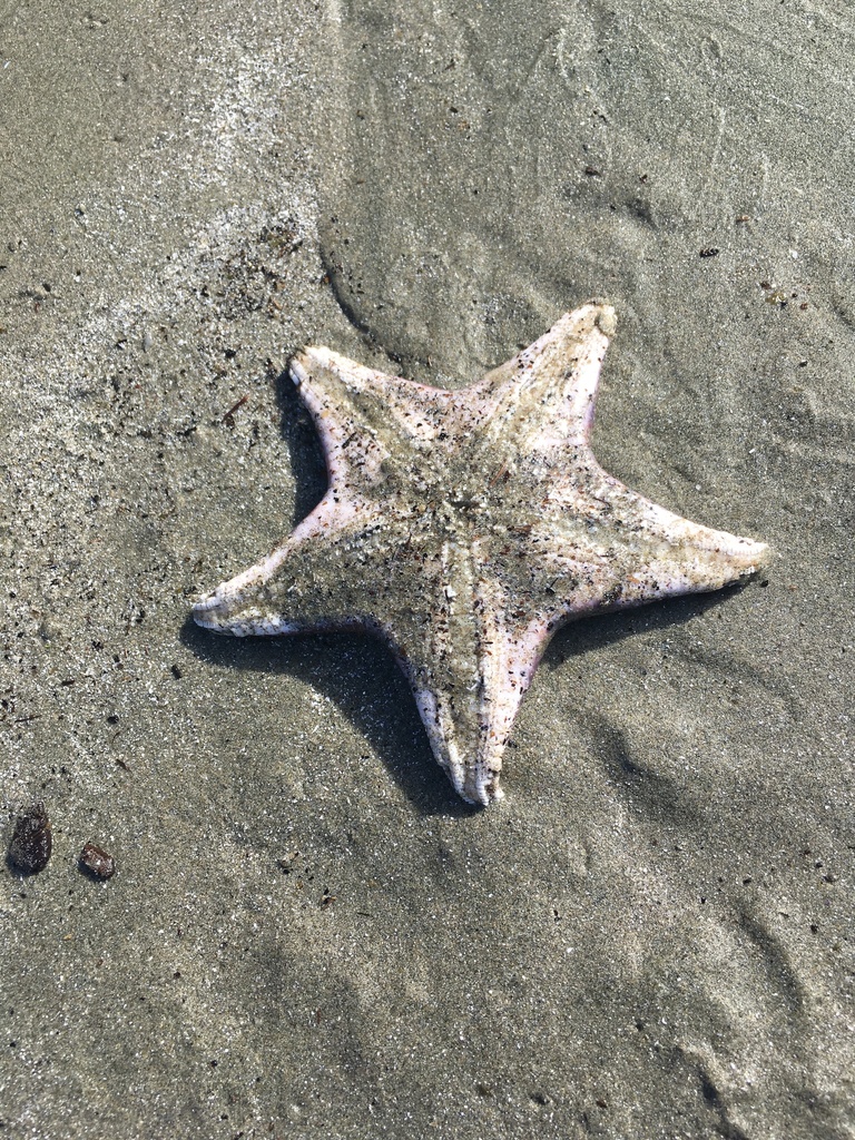 Bat Star from Pacific Rim National Park Reserve, Alberni-Clayoquot ...