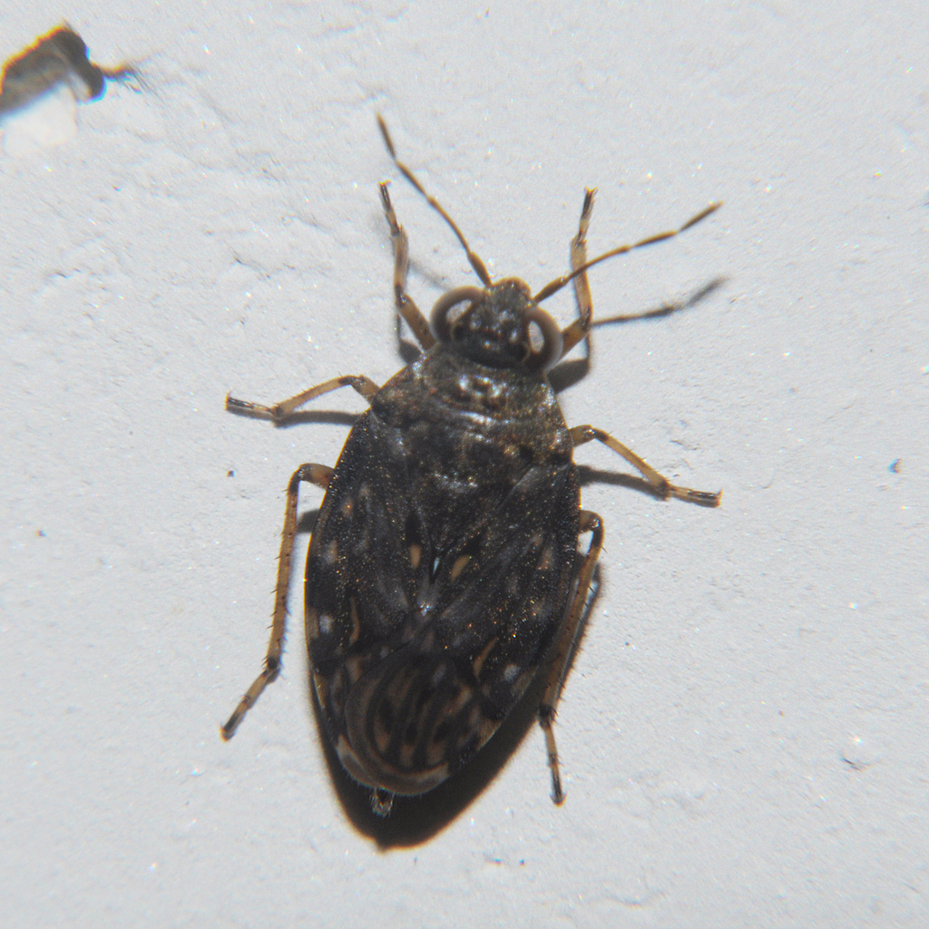 Common Shore Bug from Bremen-East, 28 Bremen-Oberneuland, Germany on ...