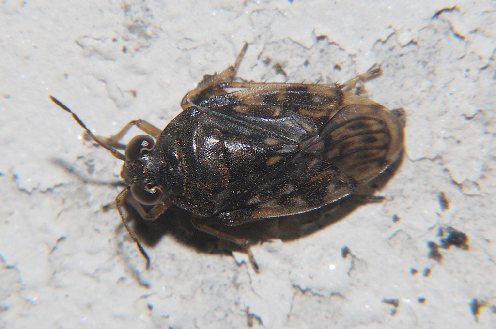 Common Shore Bug from Bremen-East, 28 Bremen-Oberneuland, Germany on ...