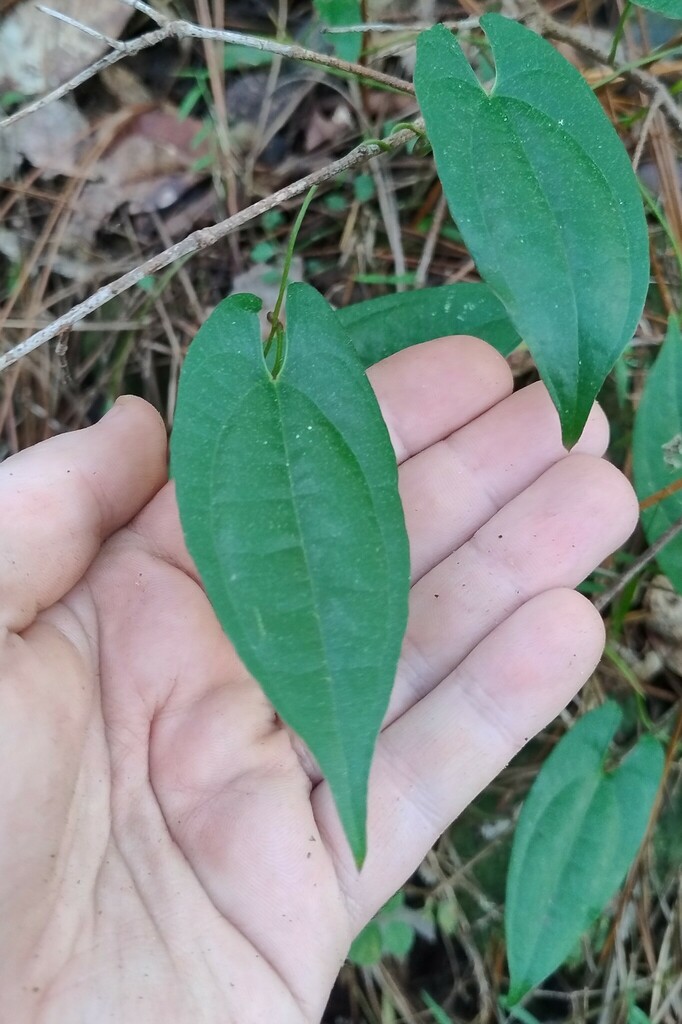 Common Yam Vine in July 2024 by R.M. Climber, numerous in area ...