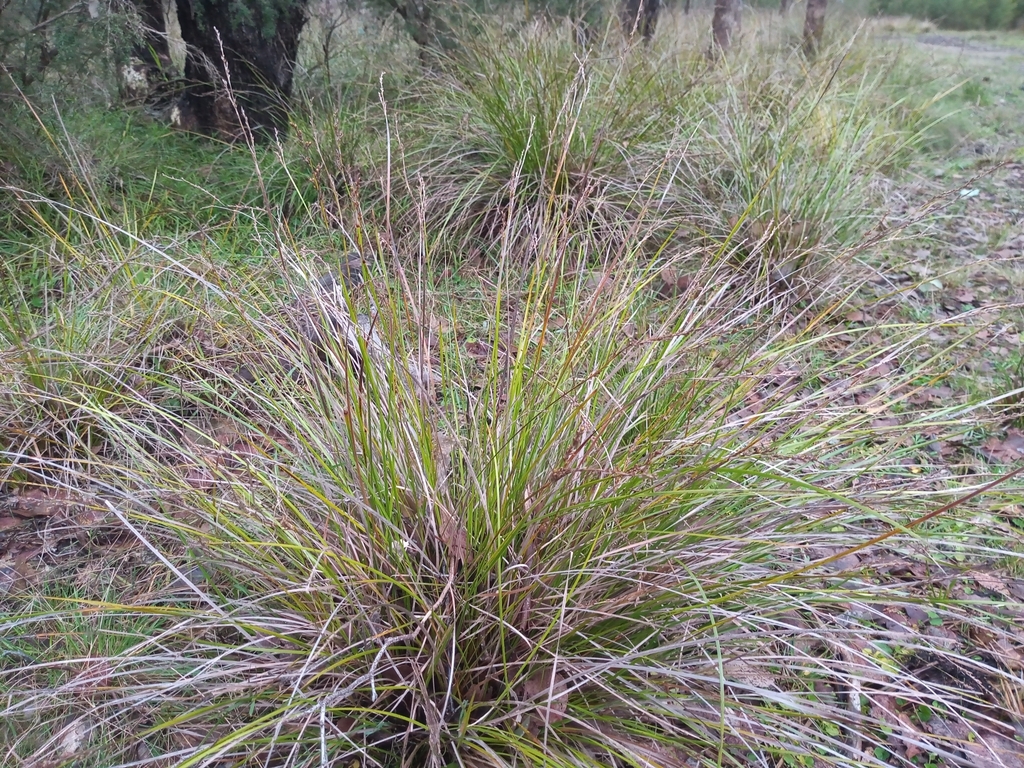 variable sword-sedge from Warrandyte VIC 3113, Australia on July 11 ...