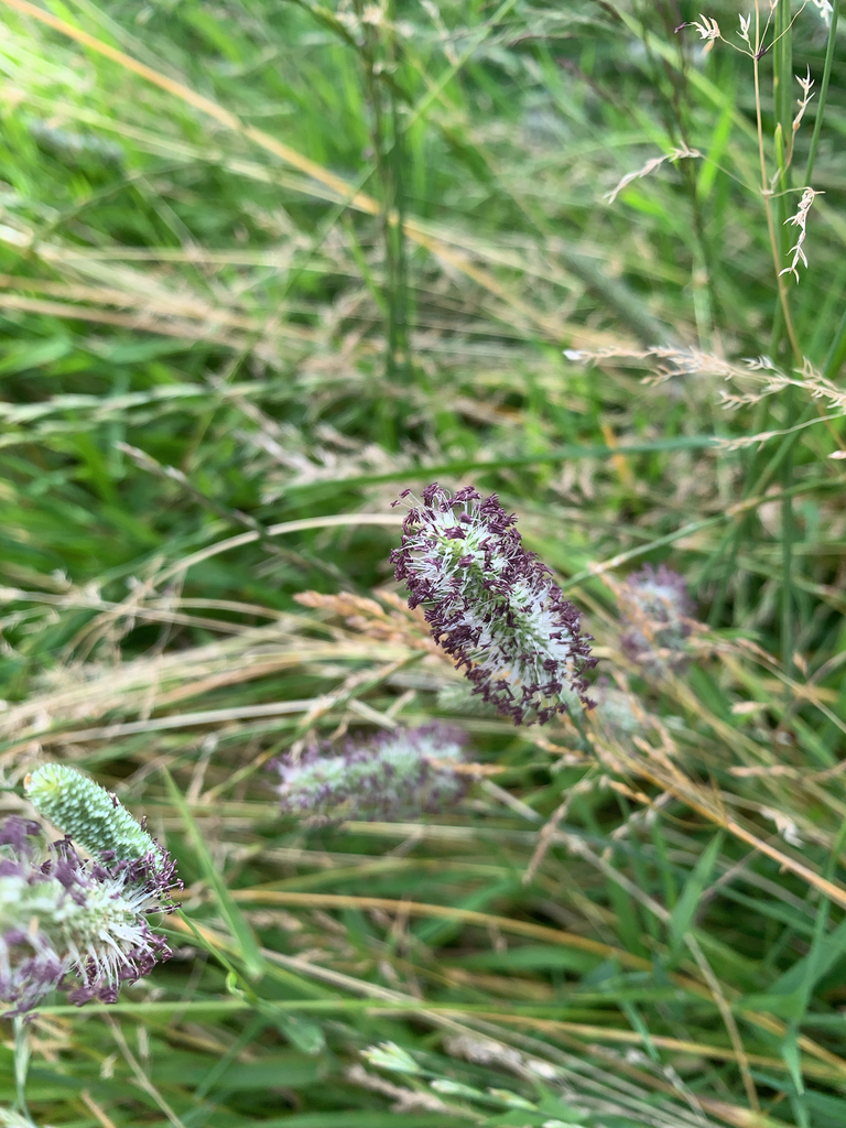 Alpine Timothy in July 2024 by Alan King · iNaturalist