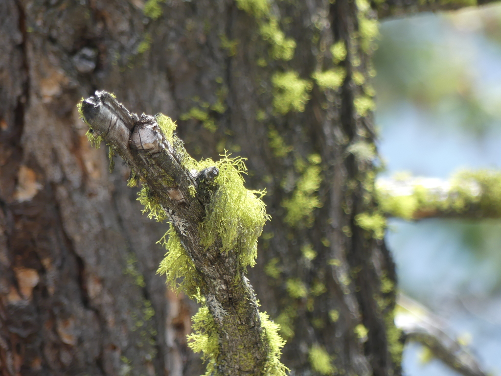 wolf lichen from Downing, Thompson-Nicola, British Columbia, Canada on ...
