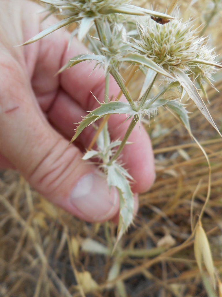 Delta Coyote-thistle (Eryngium jepsonii) - Botanical Realm