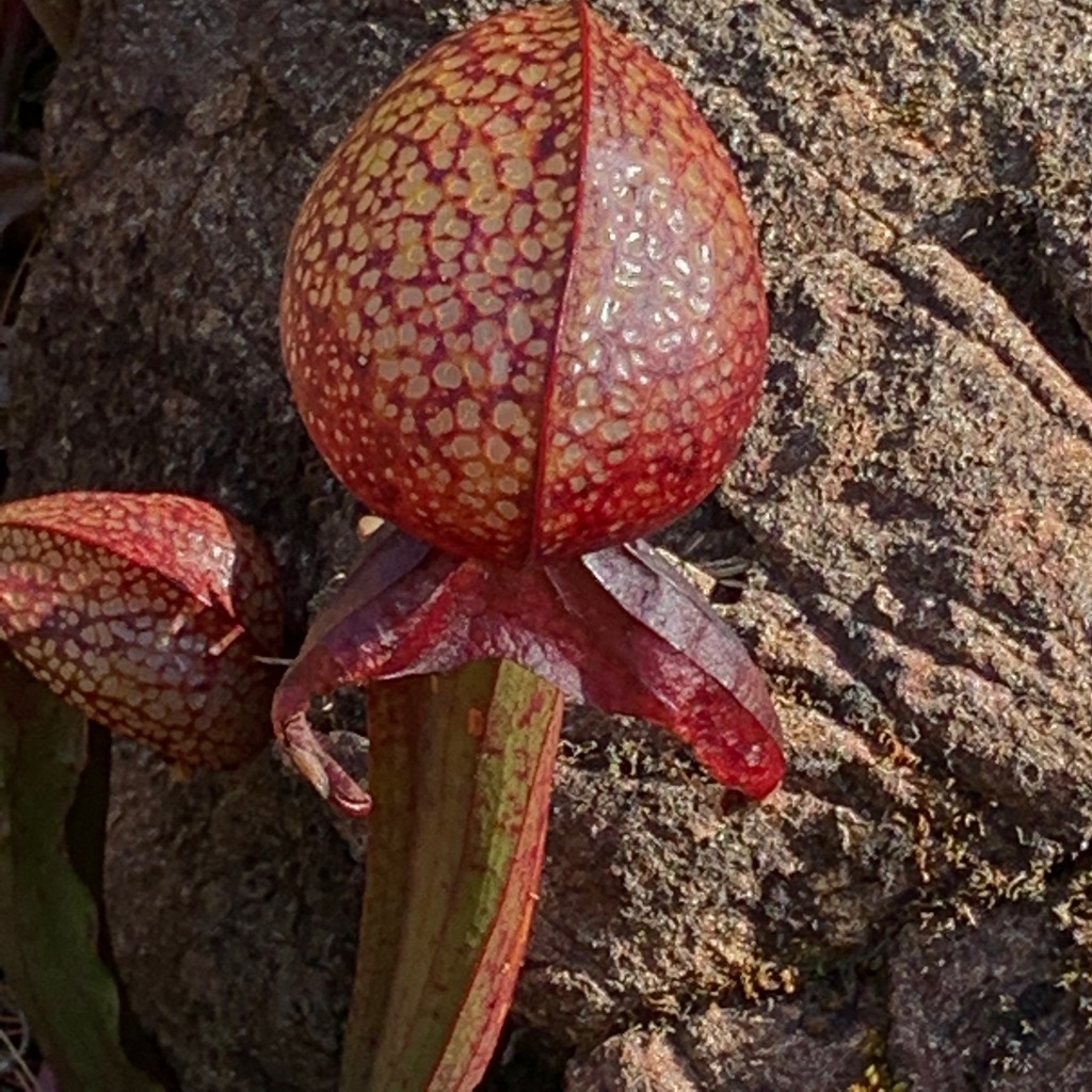 California pitcher plant in May 2019 by jenniferkalt. Along a trail ...