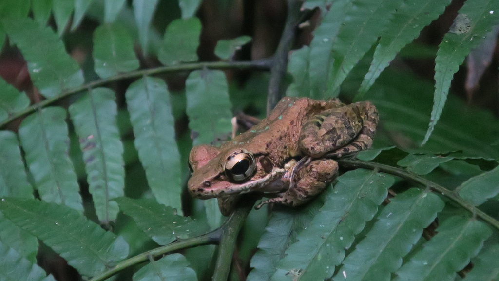 Amami Tip-nosed Frog in July 2024 by decemberzal · iNaturalist