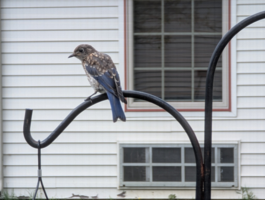 Eastern Bluebird from Woodland Lake, Fort Wayne, IN 46825, USA on July ...
