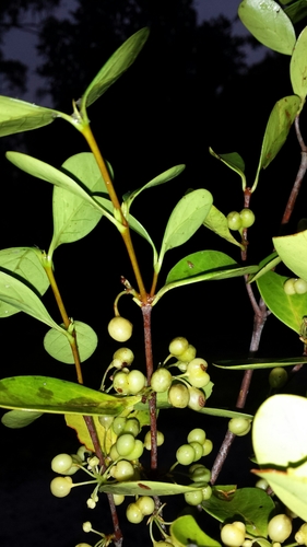 Pyrostria media · iNaturalist