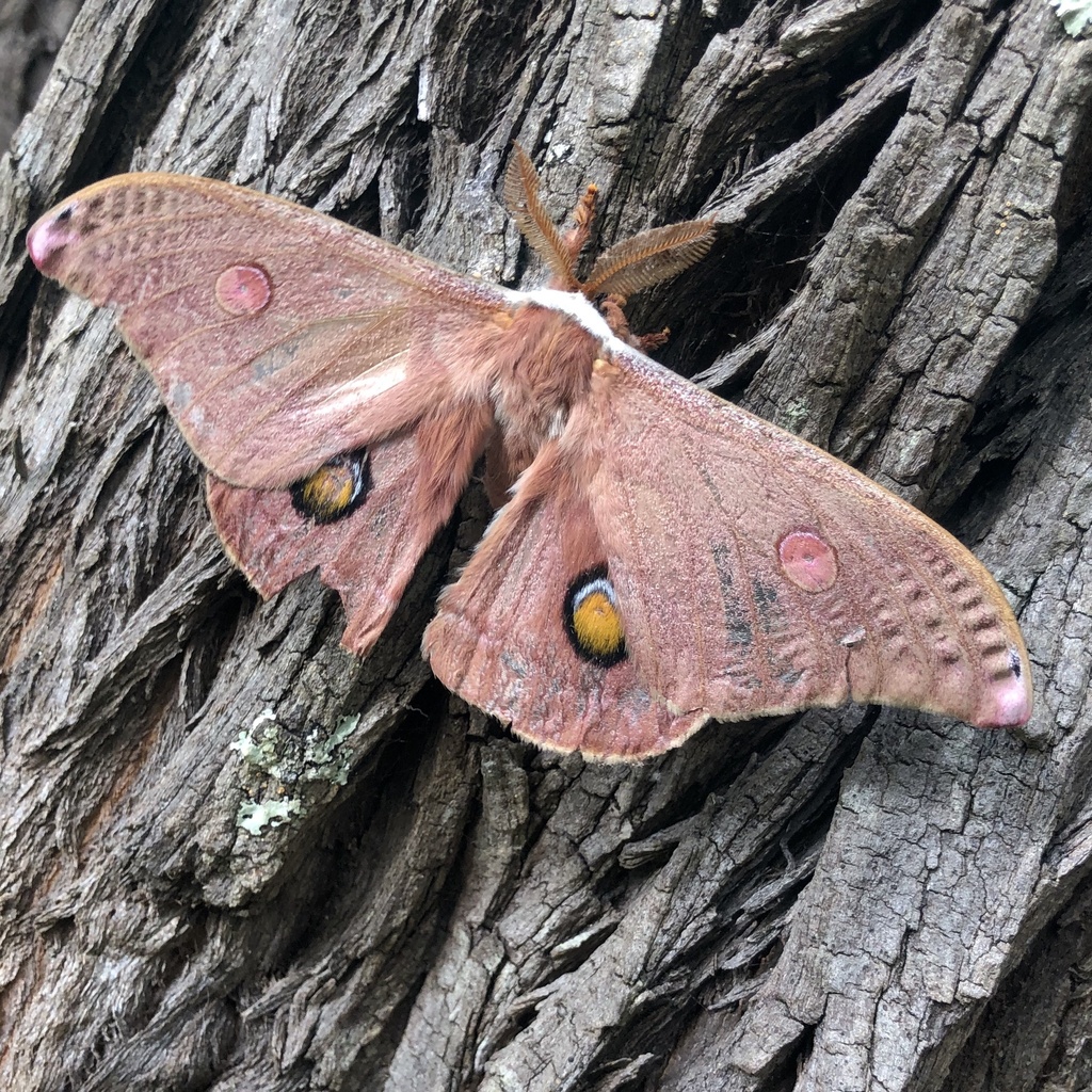 Helena Gum Moth from Margaret River Rotary Park, Margaret River, WA, AU ...