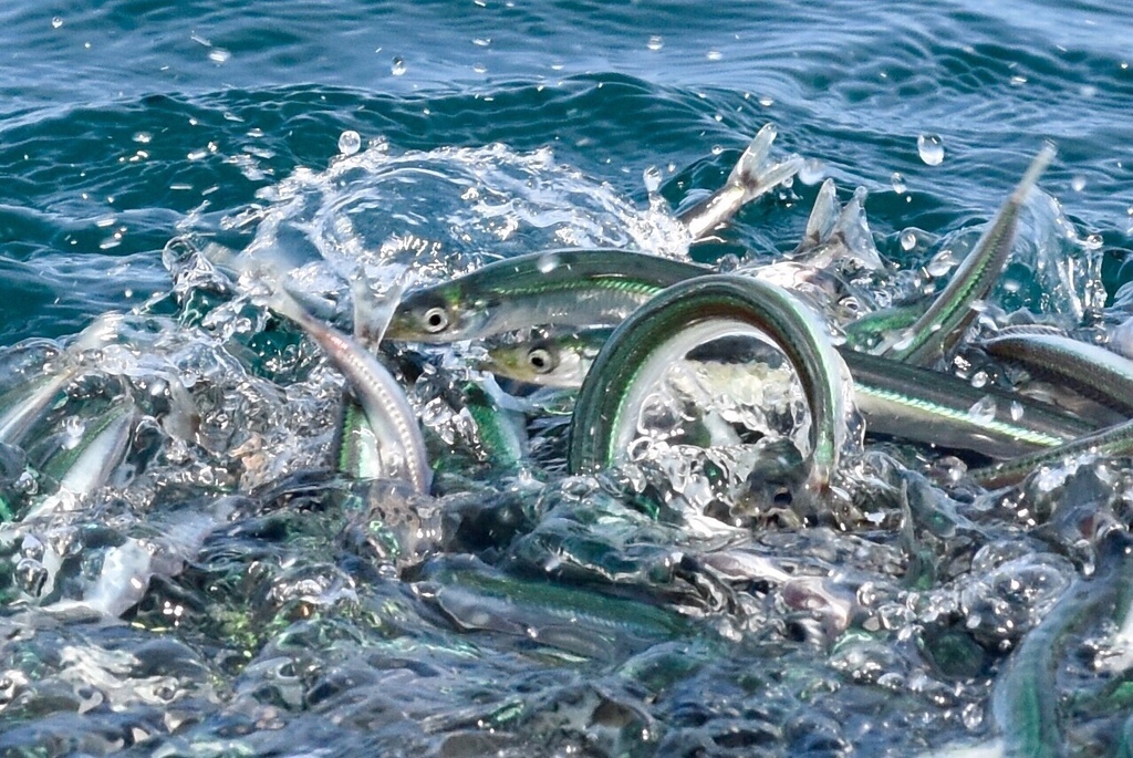 Wrasses and allies (Labriformes) - Marine Life Identification