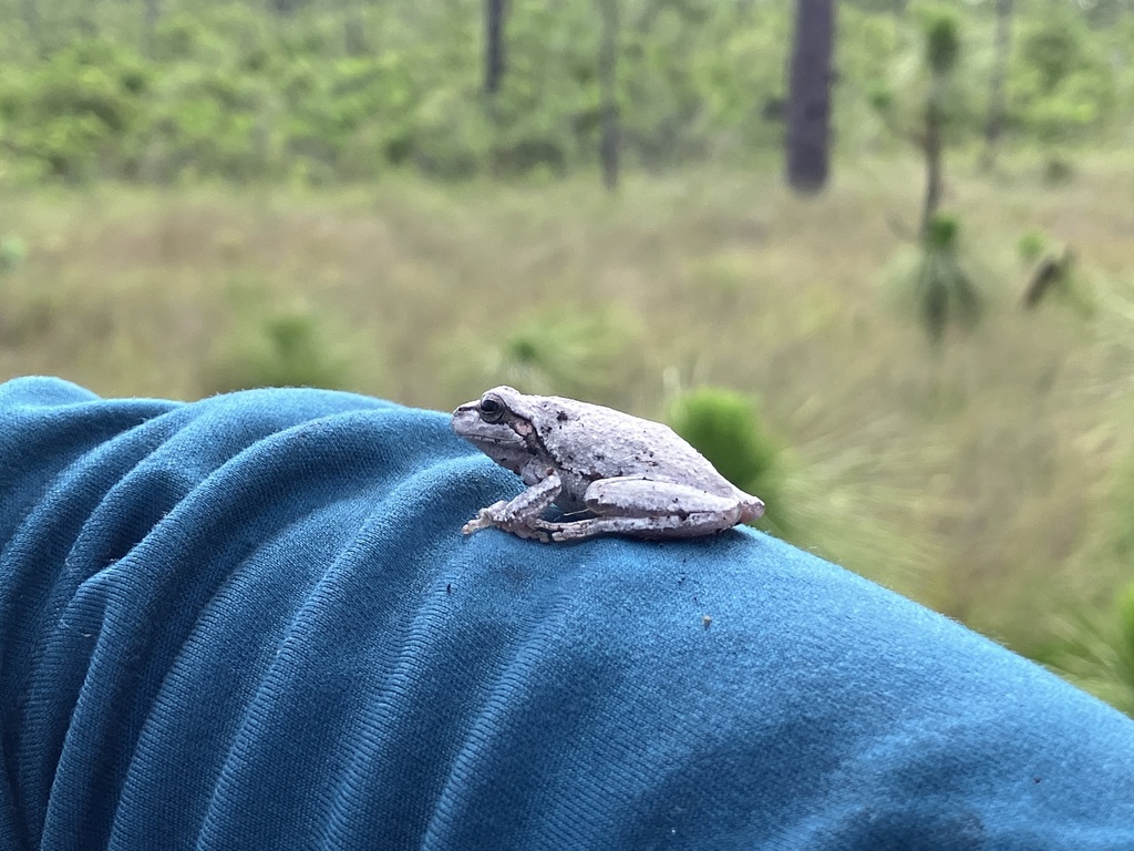 Pine Woods Tree Frog from Croatan National Forest, Newport, NC, US on ...