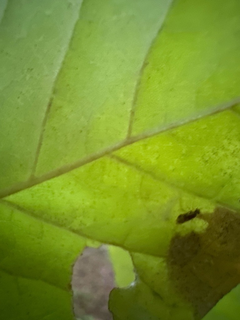 Springtails from NC Botanical Garden on July 11, 2024 at 08:15 AM by ...