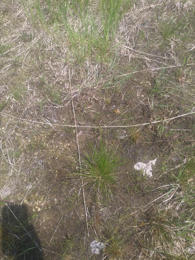 tufted hair grass from West Nottingham Township, PA, USA on May 31 ...